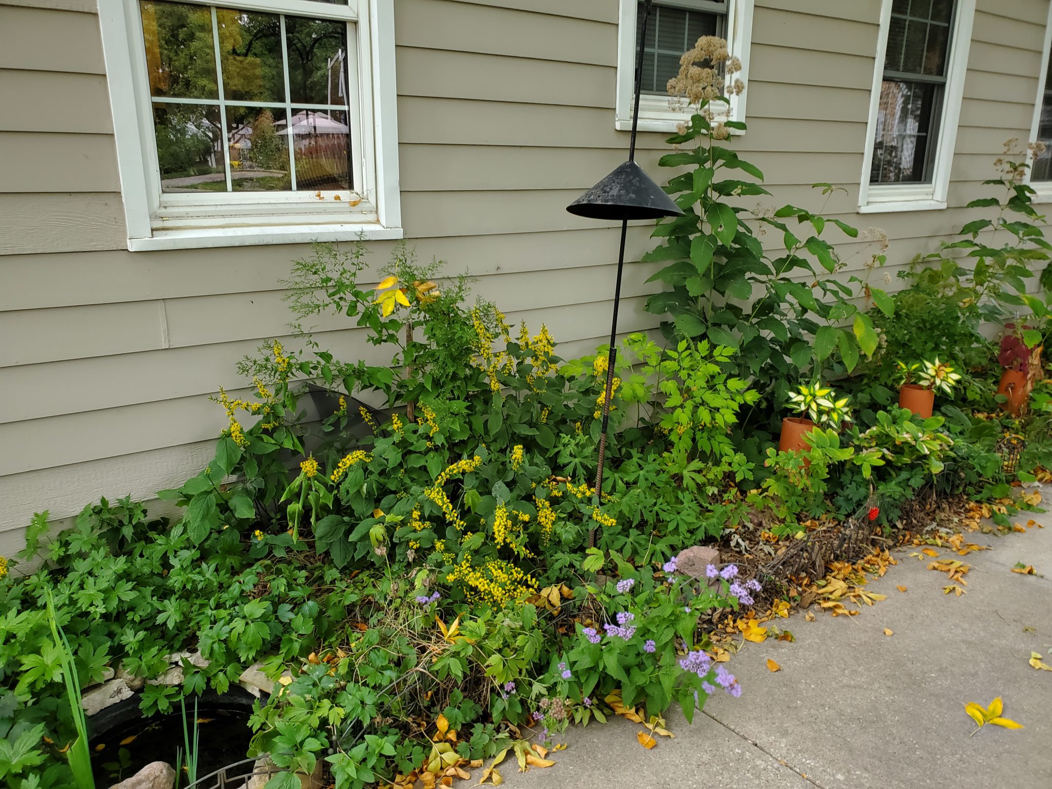 Native prairie landscaping offers a range of ecological benefits – The ...