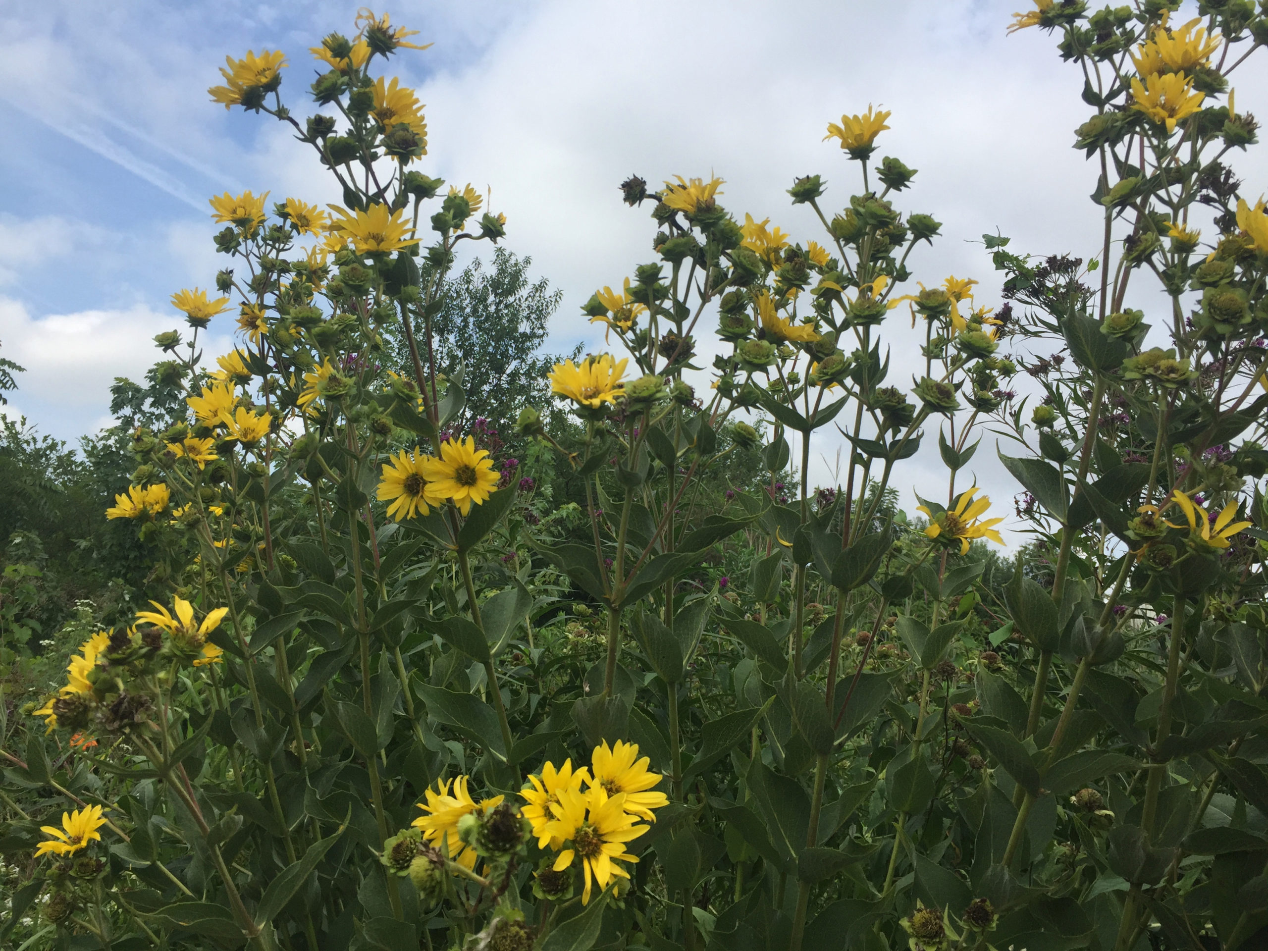 Native prairie landscaping offers a range of ecological benefits – The ...